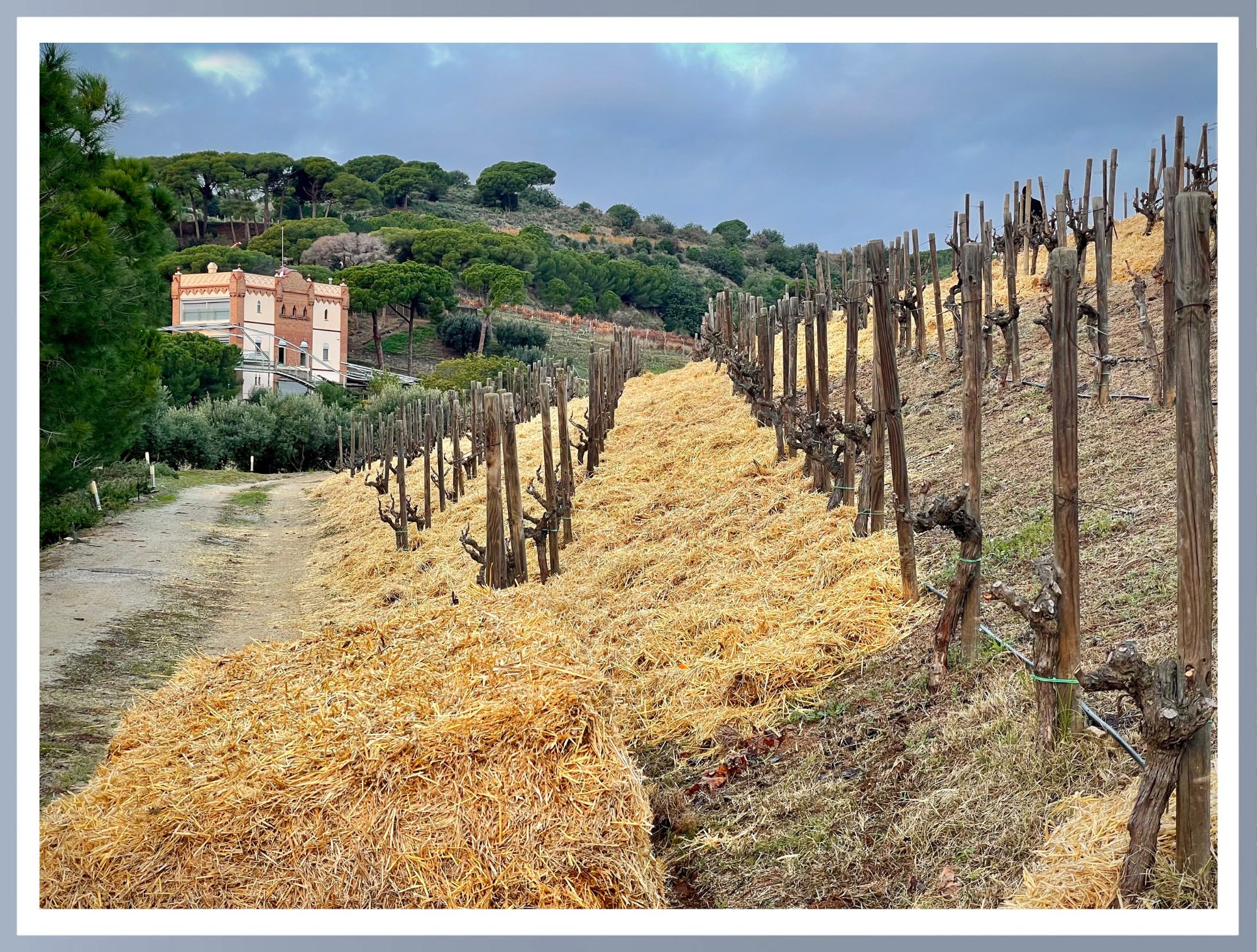 Straw mulching in Alta Alella vineyard - Alta Alella